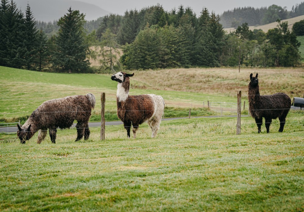 Animals you can pet and interactive with during your holiday at ...